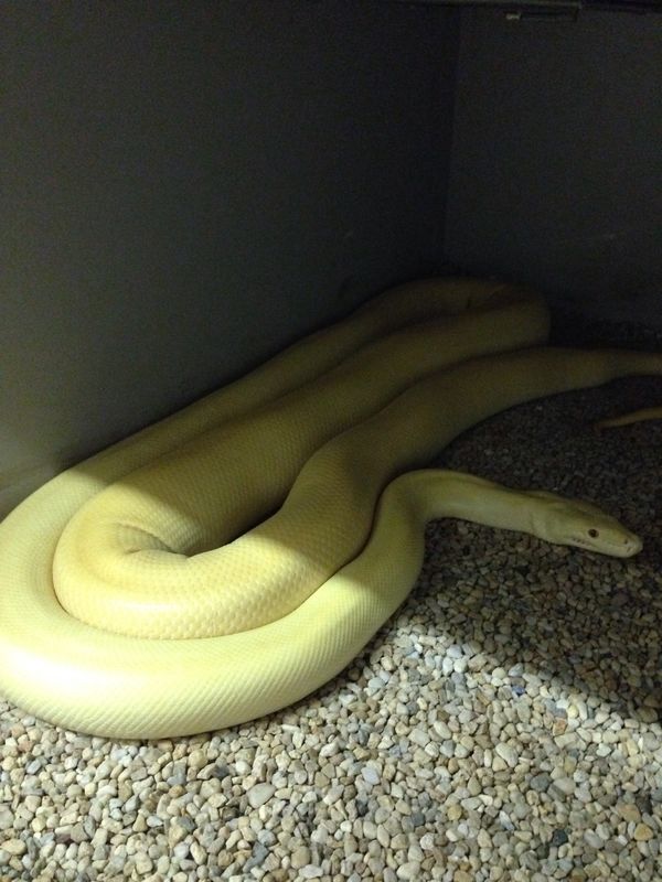Adult male Albino olive python | Pails For Scales