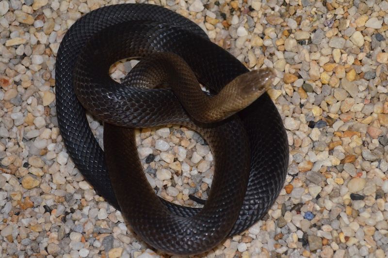 Dugite - Female selling 4 for $1400.00 | Pails For Scales