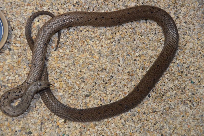 Dugite - Male selling 4 for $1400.00 | Pails For Scales